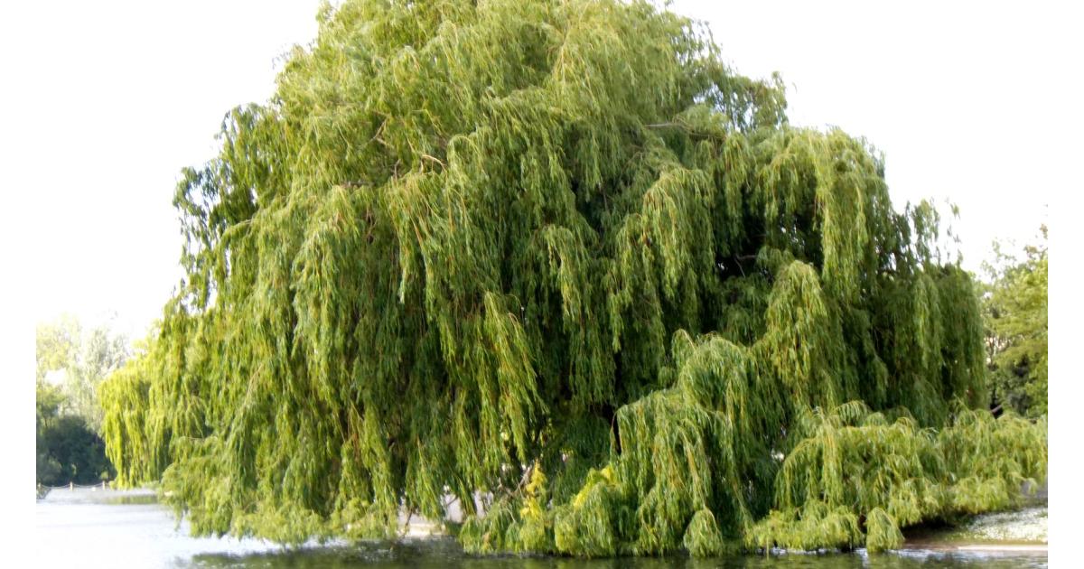 Treatment of PFAS in a constructed wetland using willows | HMVT